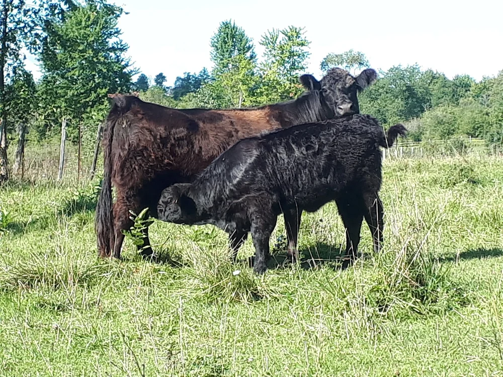 Heritage Cattle Breeders — Heritage Livestock Canada