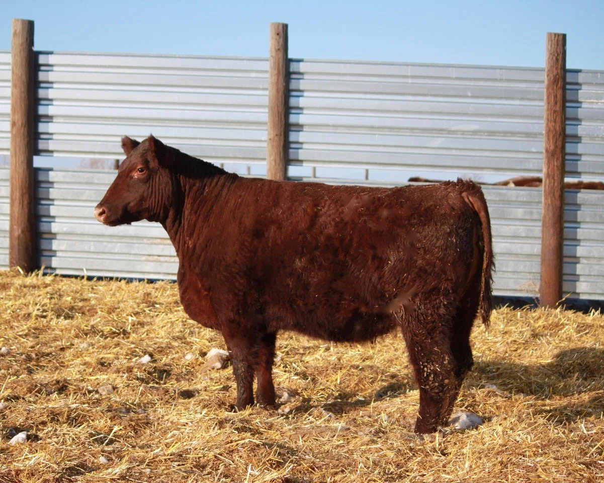 Heritage Cattle Breeders — Heritage Livestock Canada