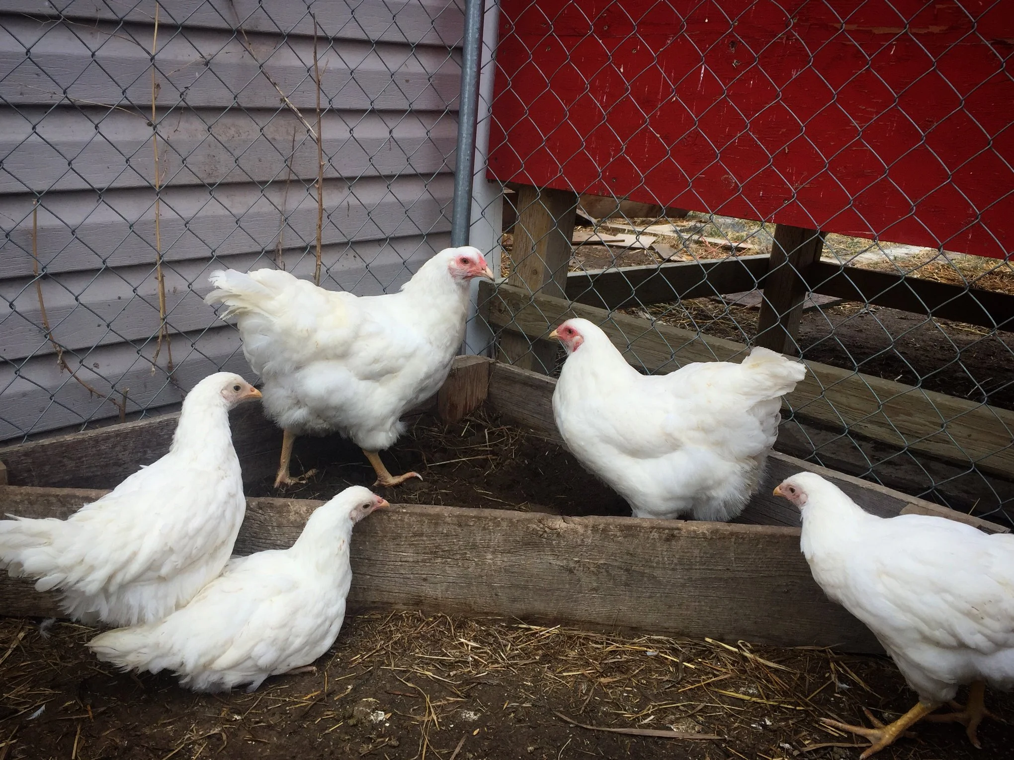 Poultry Breeders — Heritage Livestock Canada