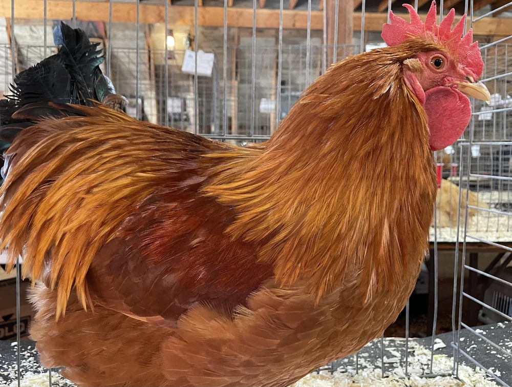 Poultry Breeders — Heritage Livestock Canada