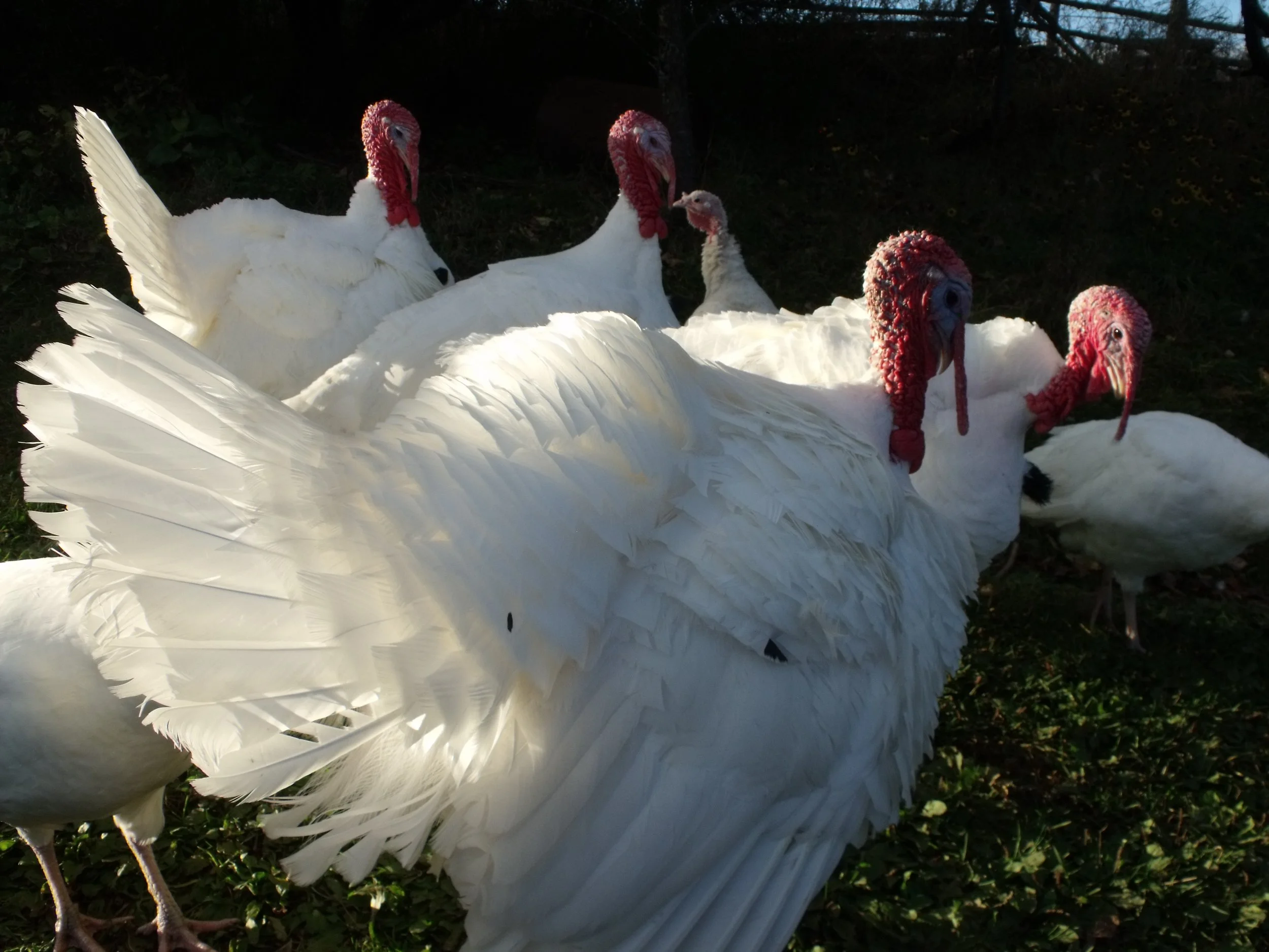 Poultry Breeders — Heritage Livestock Canada