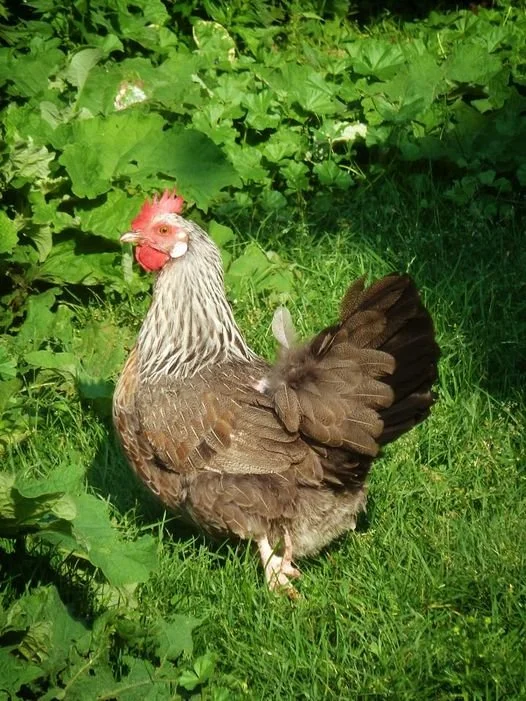 Poultry Breeders — Heritage Livestock Canada