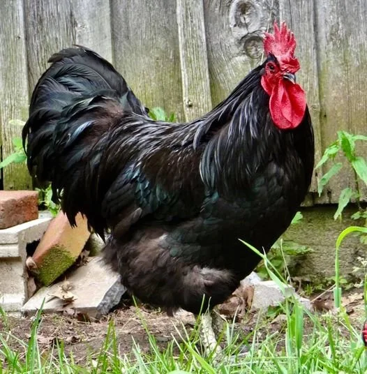 Poultry Breeders — Heritage Livestock Canada