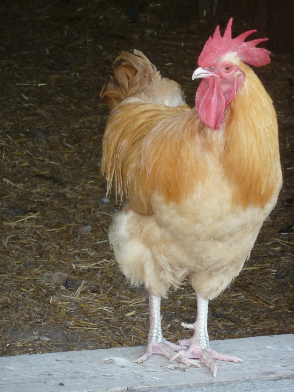 Poultry Breeders — Heritage Livestock Canada