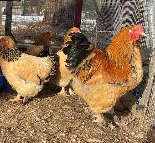 Poultry Breeders — Heritage Livestock Canada