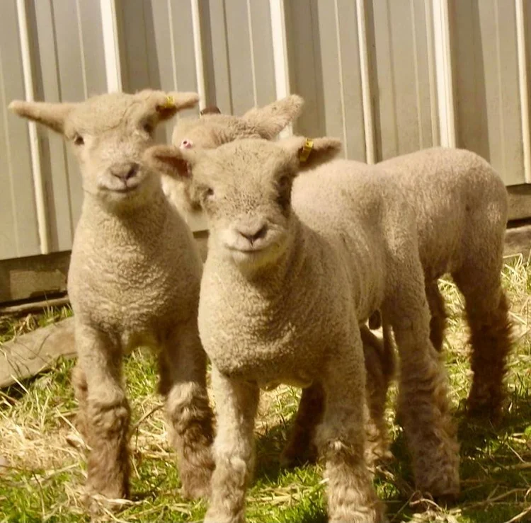 Heritage Sheep Breeders — Heritage Livestock Canada