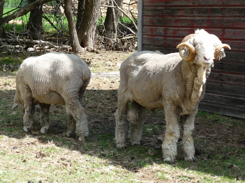 Heritage Sheep Breeders — Heritage Livestock Canada