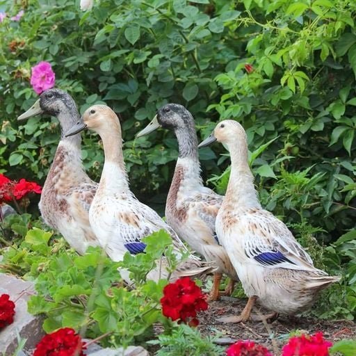 Breeder Directory — Heritage Livestock Canada
