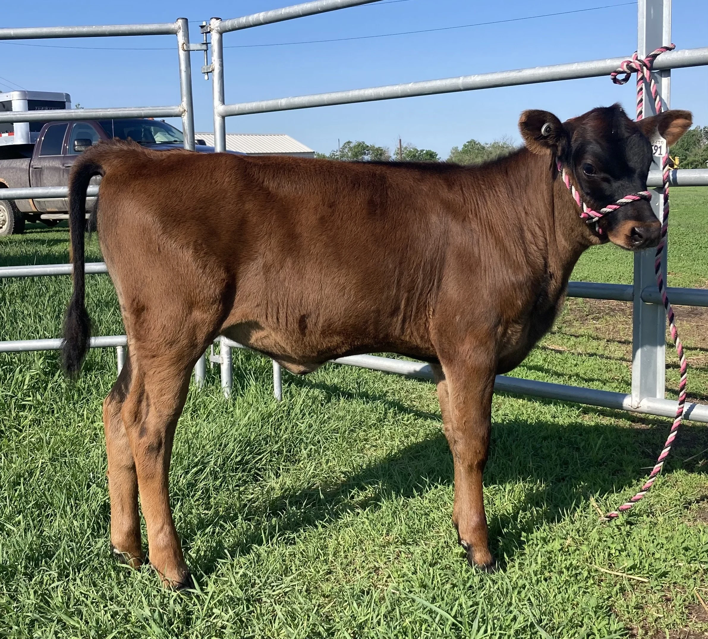 Heritage Dairy Cattle — Heritage Livestock Canada