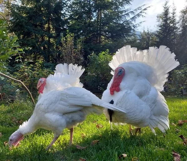 Heritage Poultry, Waterfowl and Turkeys — Heritage Livestock Canada