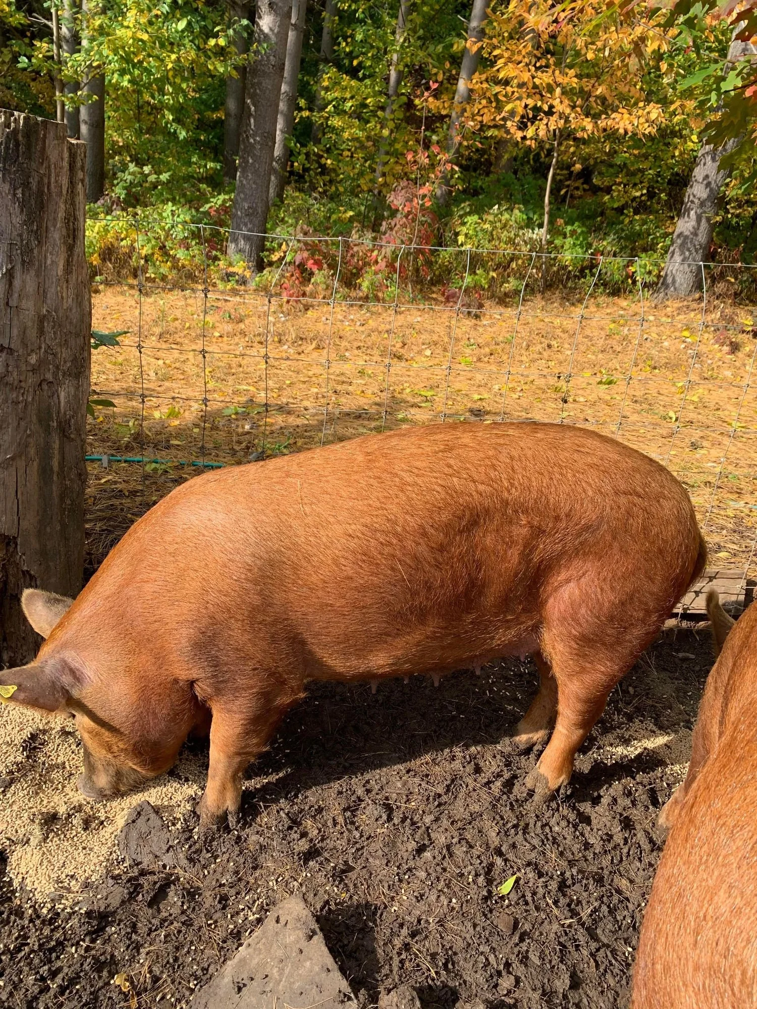 Heritage Swine — Heritage Livestock Canada