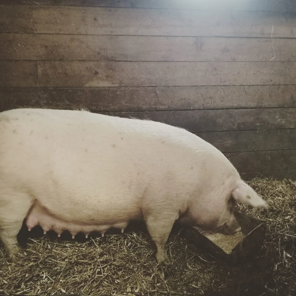 Heritage Swine — Heritage Livestock Canada