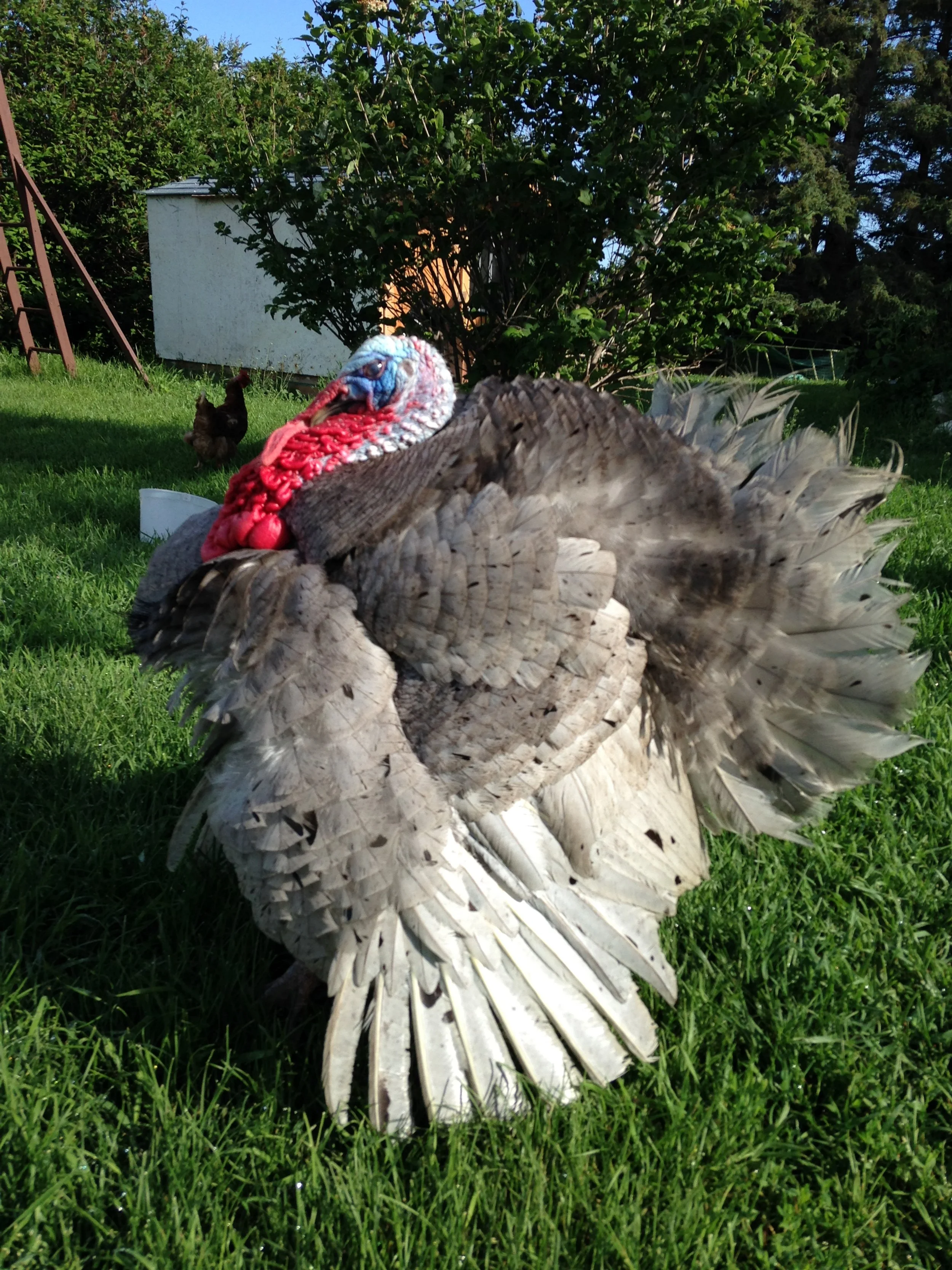 Heritage Poultry, Waterfowl and Turkeys — Heritage Livestock Canada