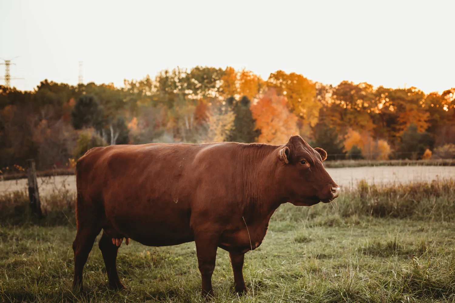 Heritage Cattle — Heritage Livestock Canada