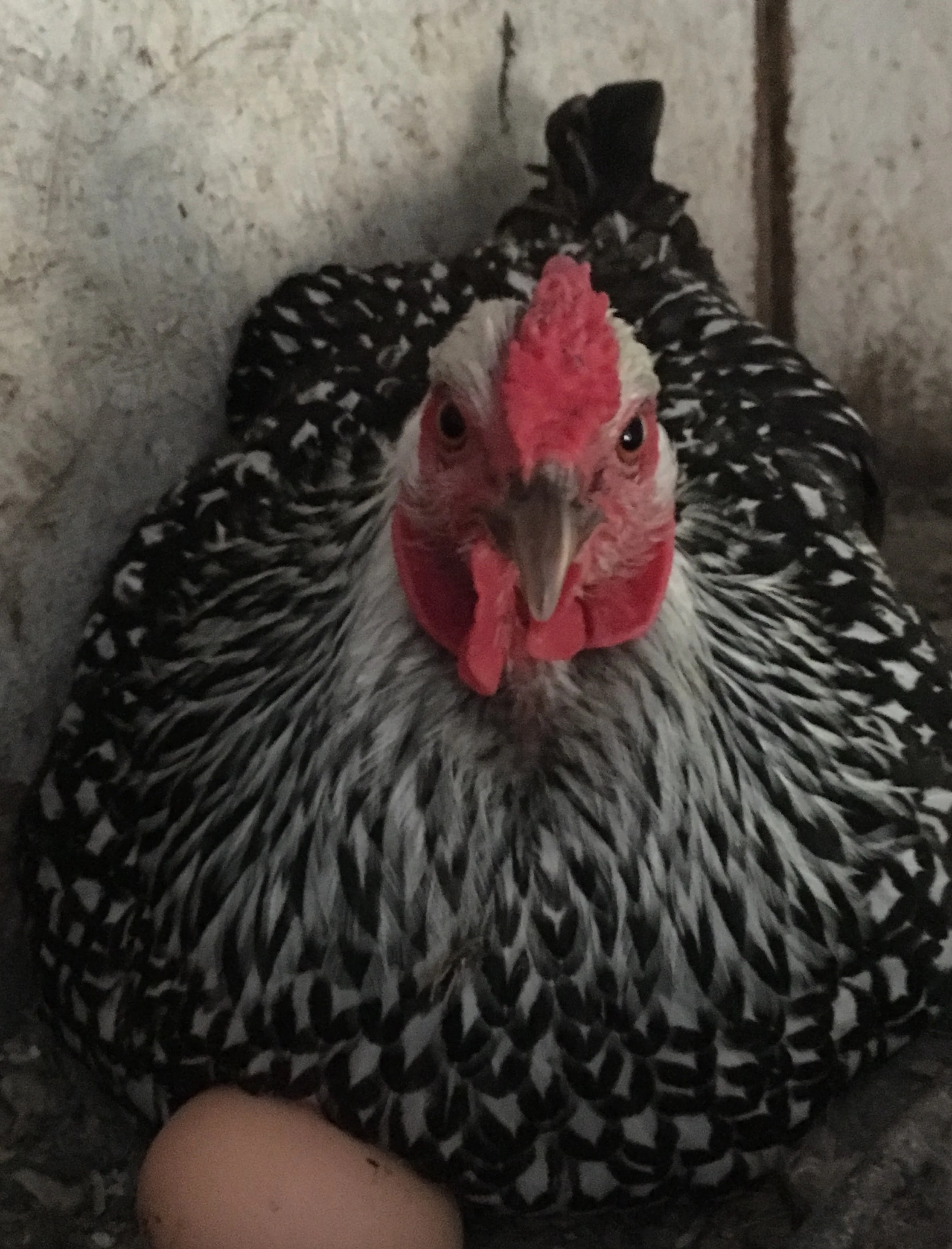 Heritage Poultry, Waterfowl and Turkeys — Heritage Livestock Canada