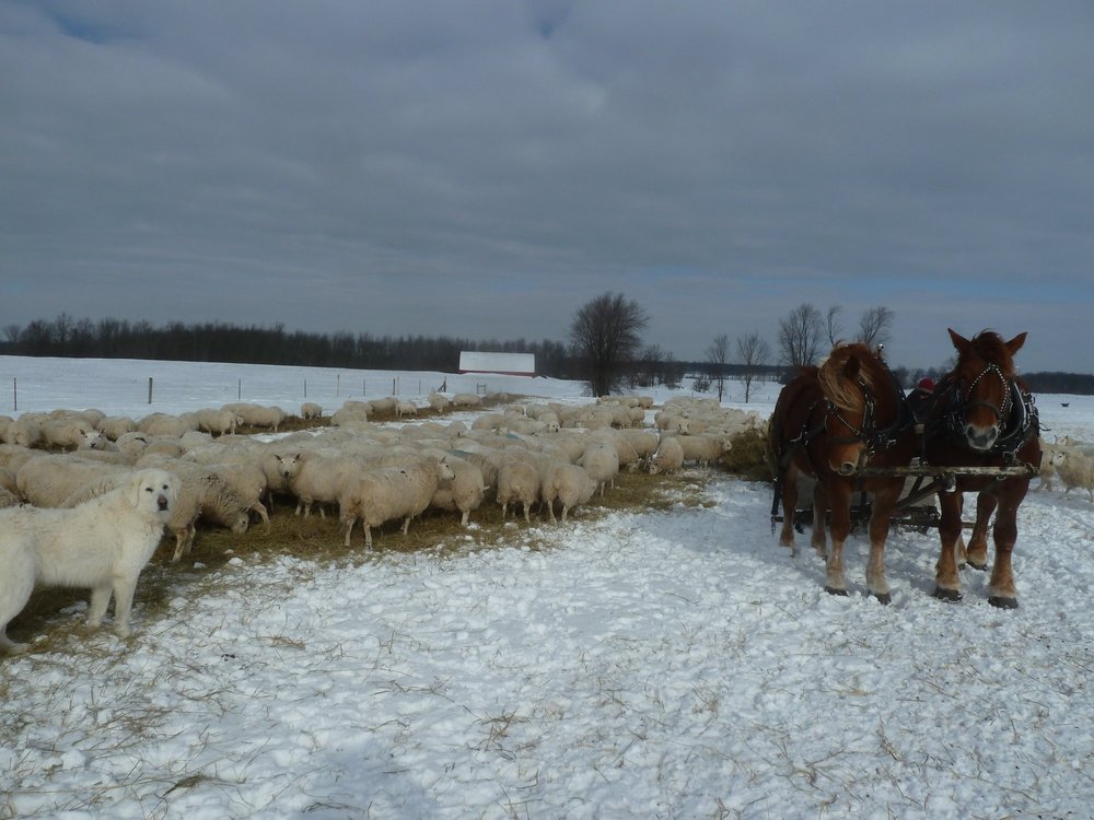 Heritage Sheep — Heritage Livestock Canada