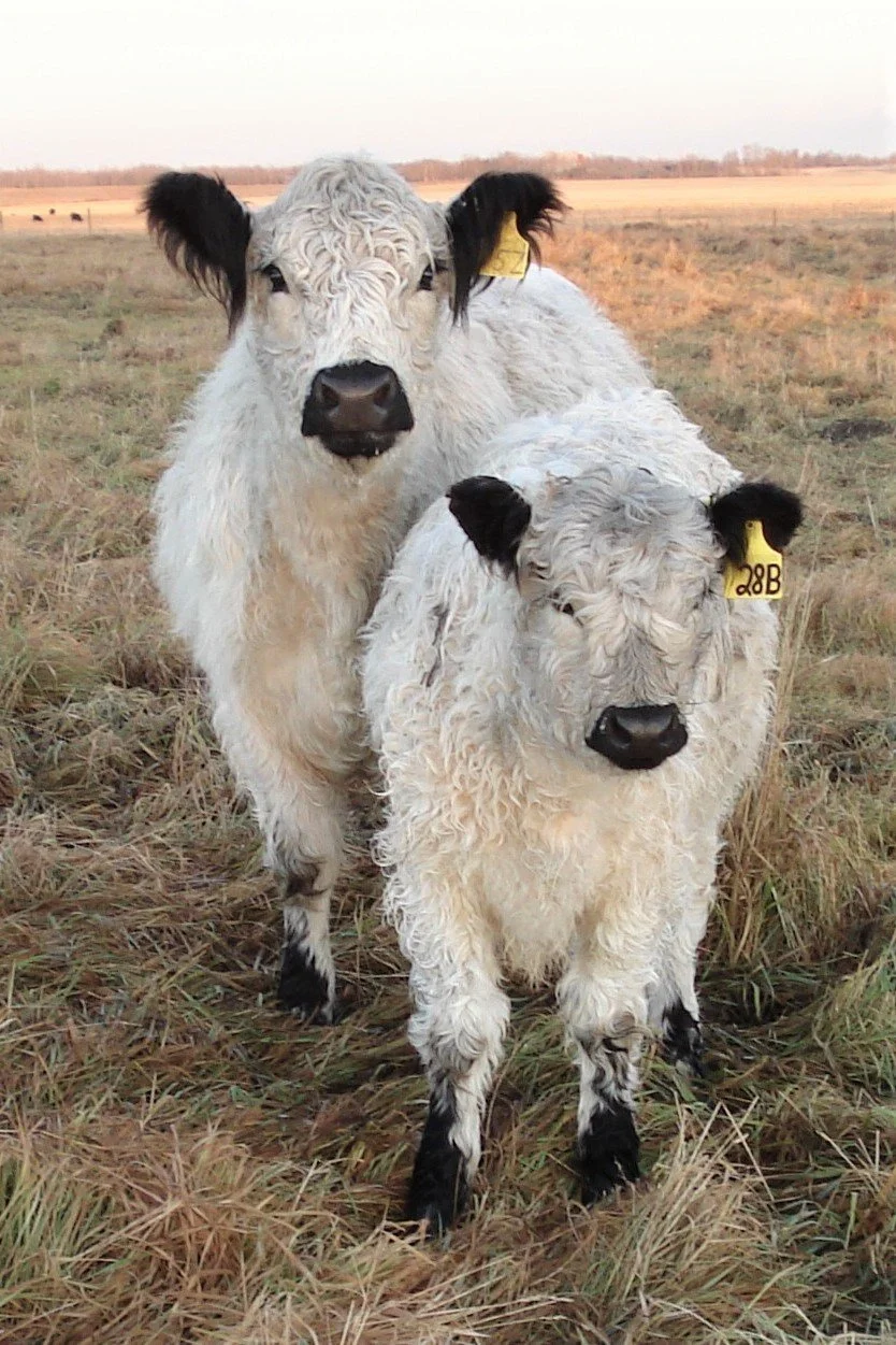 Heritage Cattle — Heritage Livestock Canada