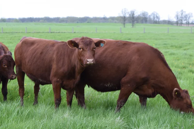 Heritage Cattle — Heritage Livestock Canada