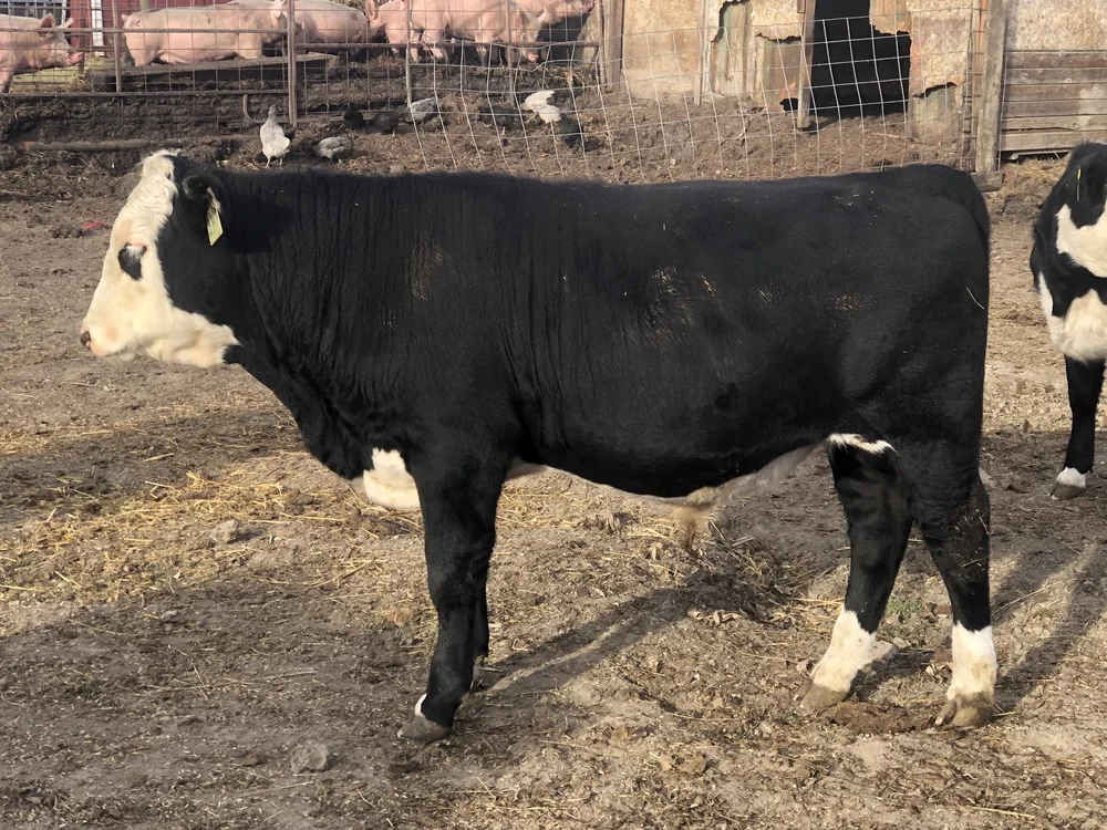 Heritage Cattle — Heritage Livestock Canada