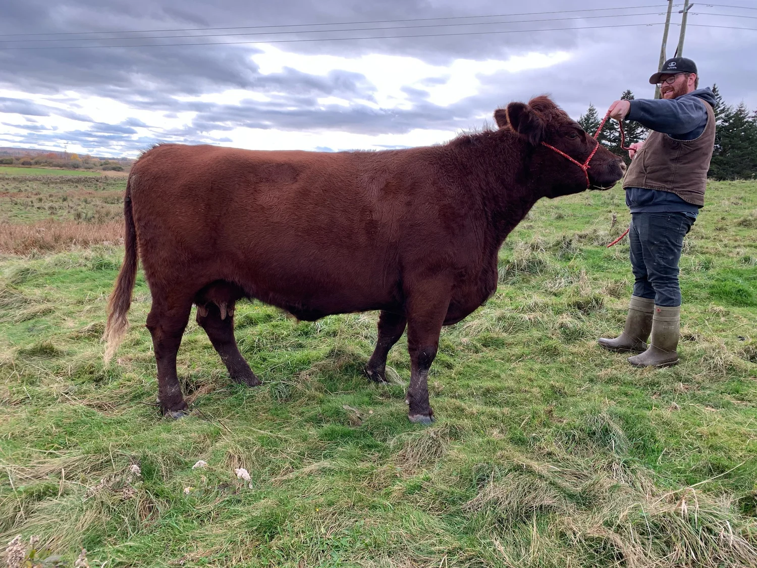 Heritage Cattle — Heritage Livestock Canada
