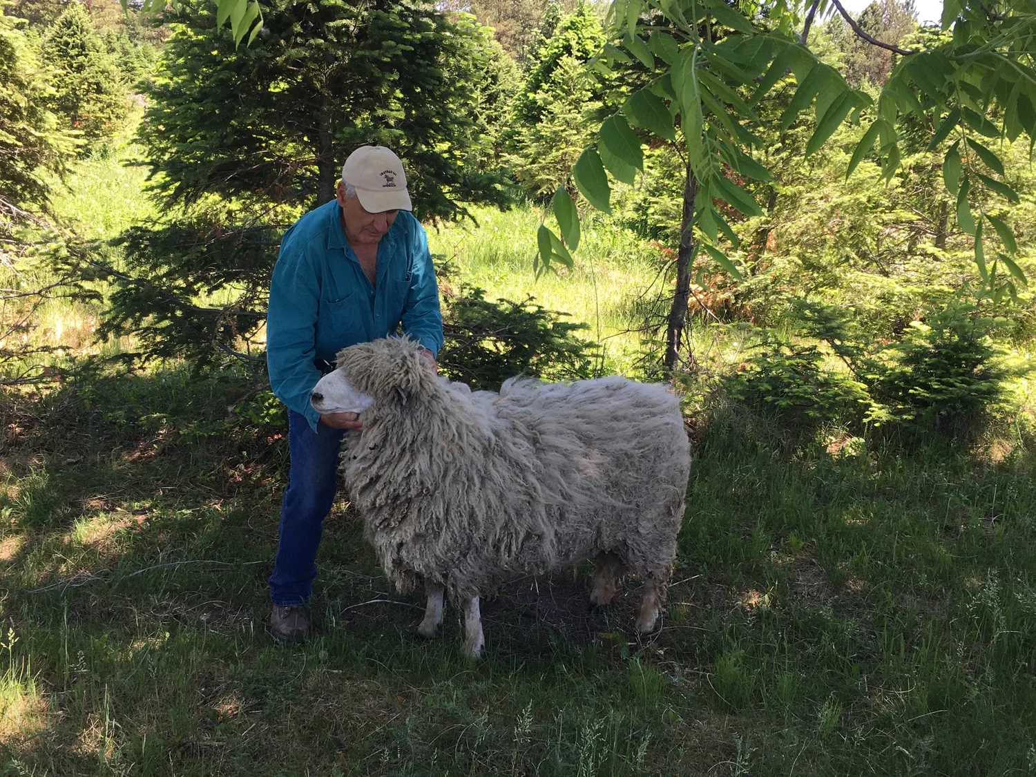 Heritage Sheep — Heritage Livestock Canada
