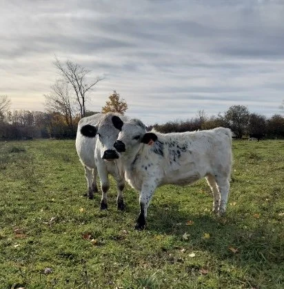 Heritage Cattle — Heritage Livestock Canada