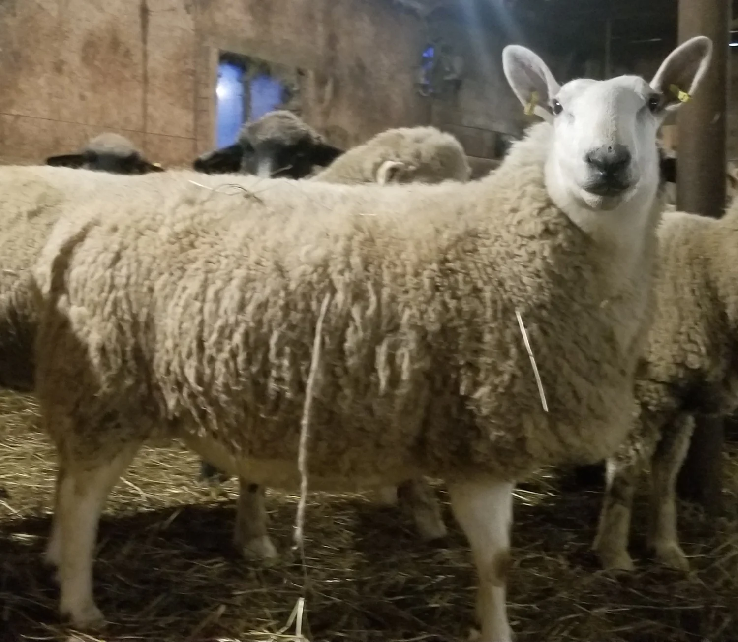 Heritage Sheep — Heritage Livestock Canada