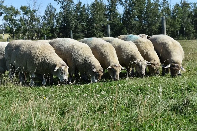 Heritage Sheep — Heritage Livestock Canada