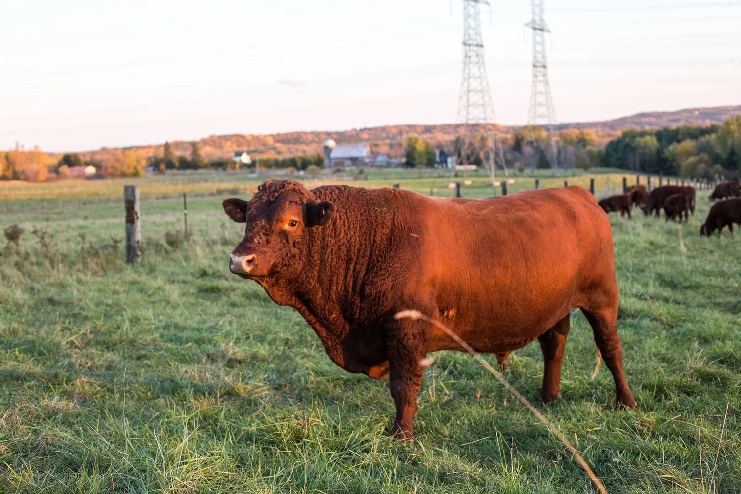 Registration and Associations — Heritage Livestock Canada