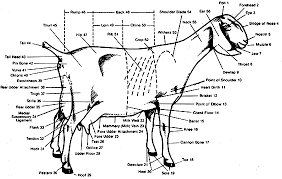 Heritage Goats — Heritage Livestock Canada