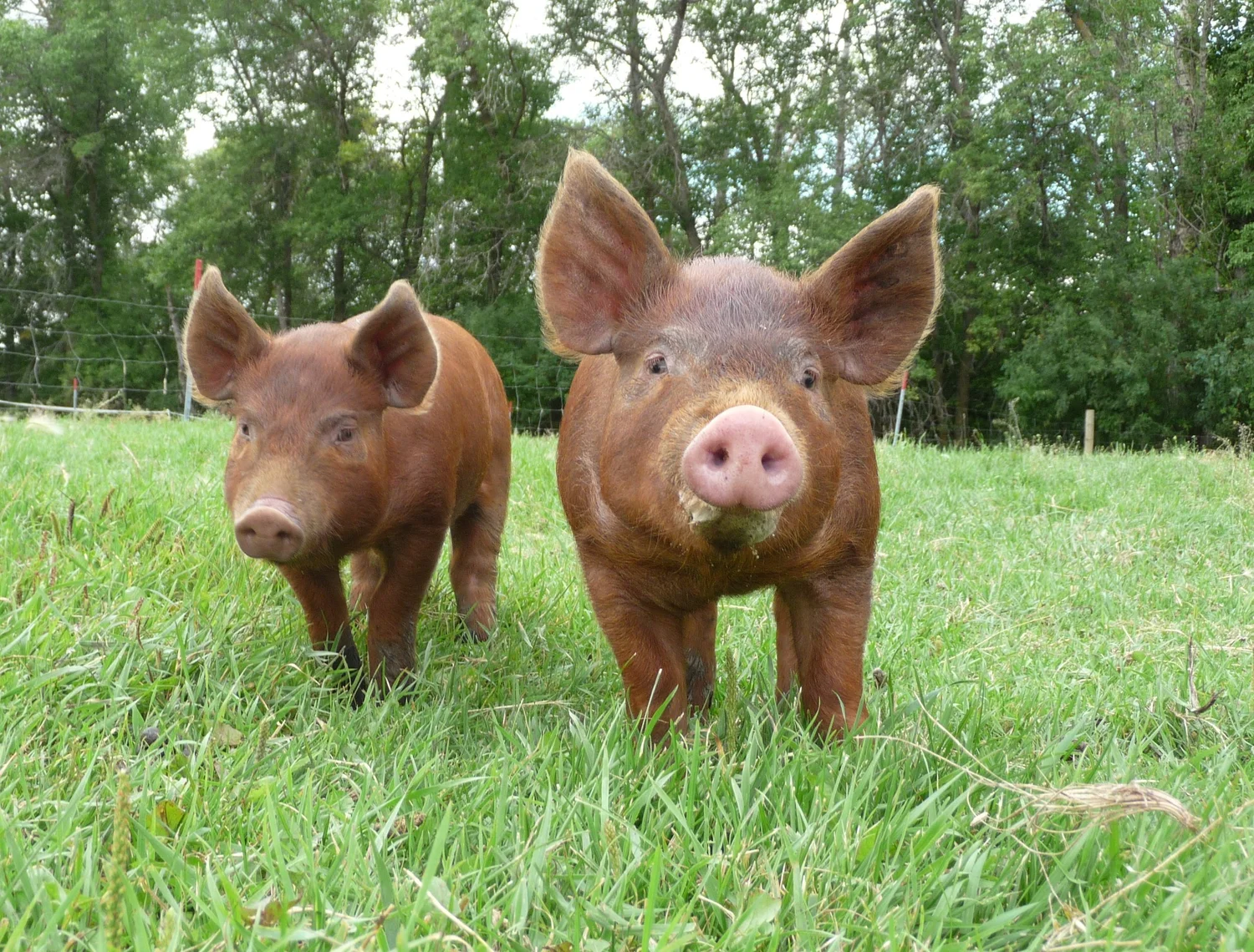 Heritage Swine — Heritage Livestock Canada