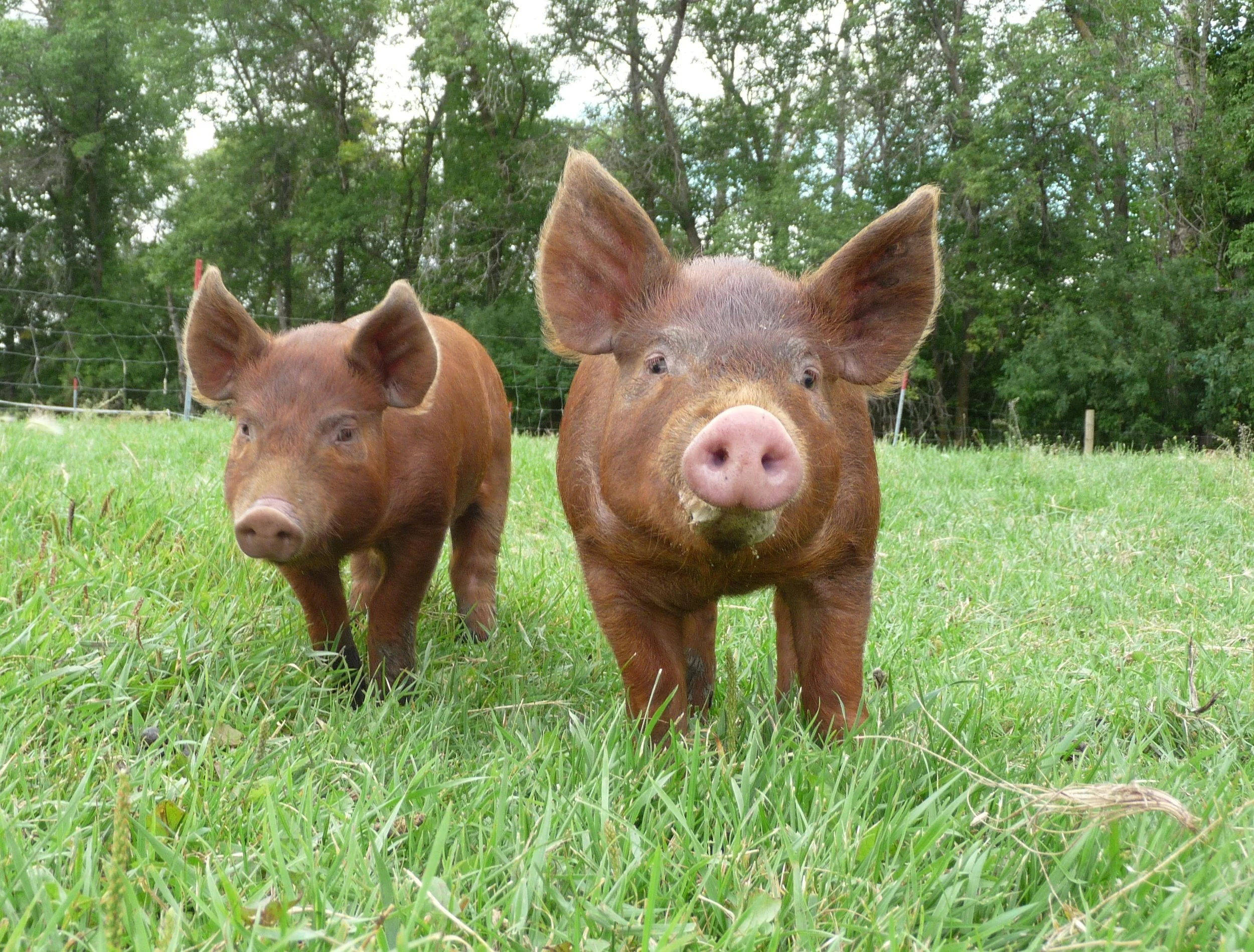 Heritage Swine — Heritage Livestock Canada