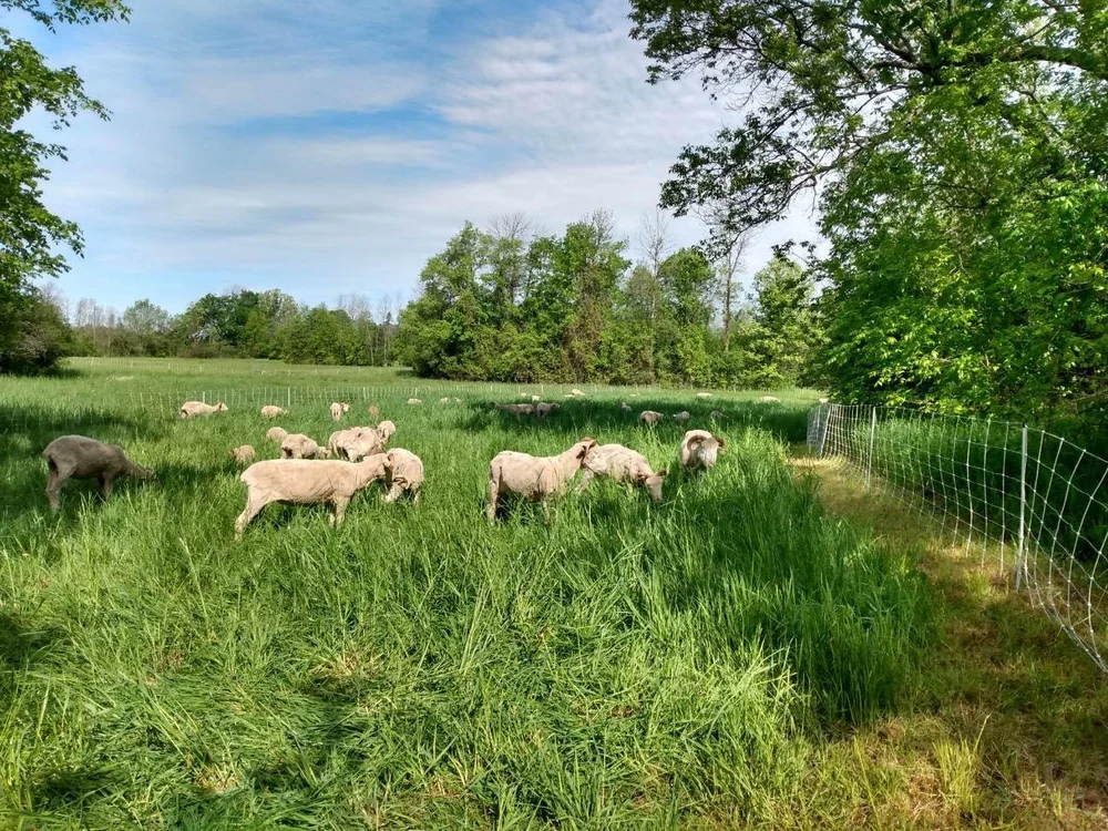 Heritage Sheep — Heritage Livestock Canada