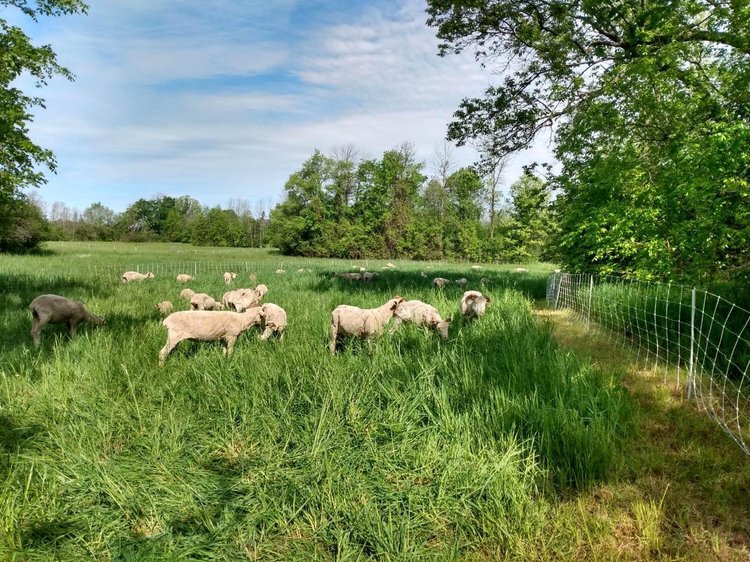 Heritage Sheep — Heritage Livestock Canada