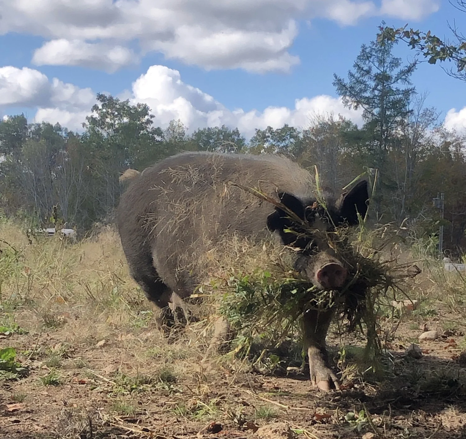 Heritage Swine — Heritage Livestock Canada