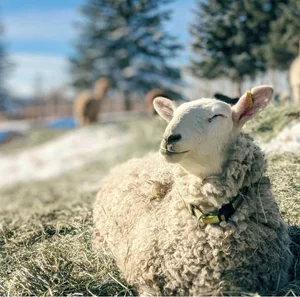 Heritage Sheep — Heritage Livestock Canada