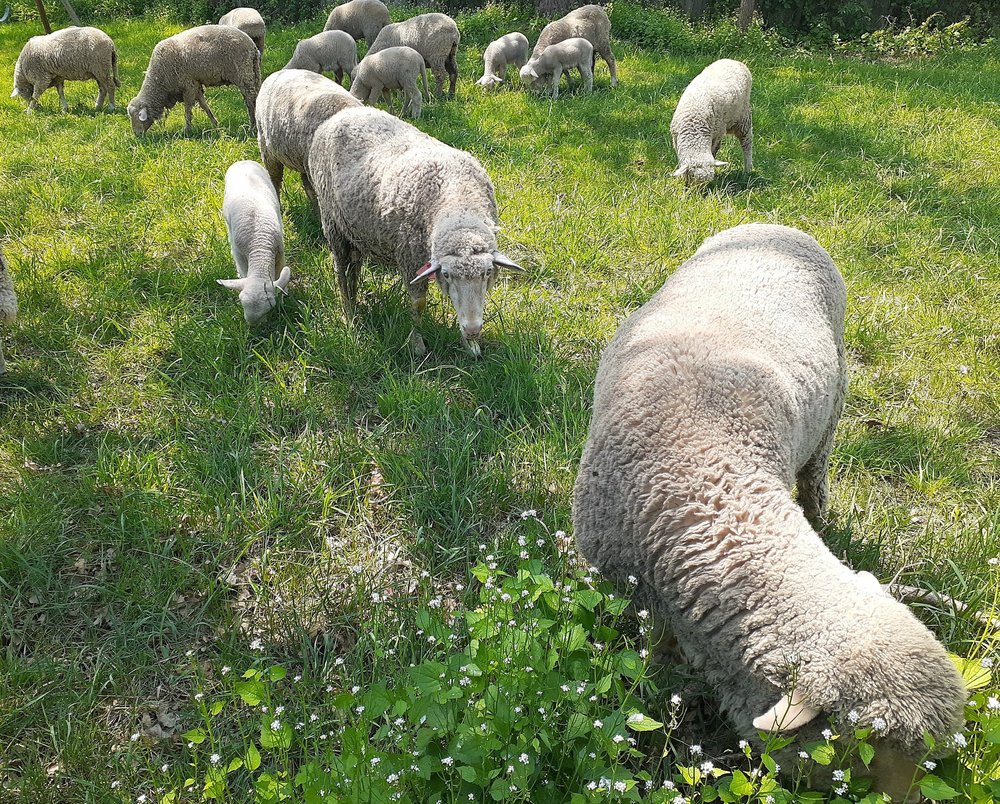 Heritage Sheep — Heritage Livestock Canada