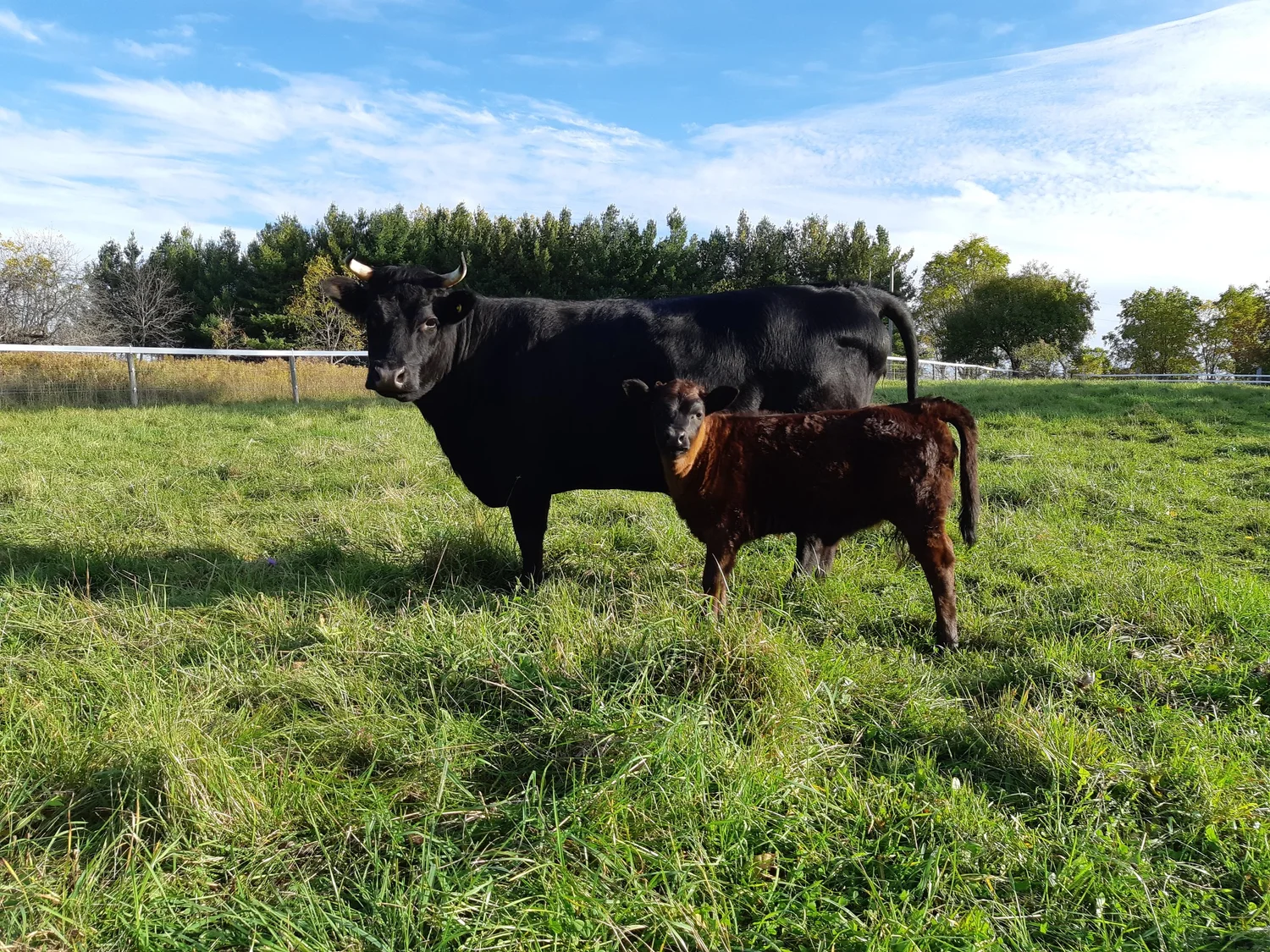 Heritage Dairy Cattle — Heritage Livestock Canada