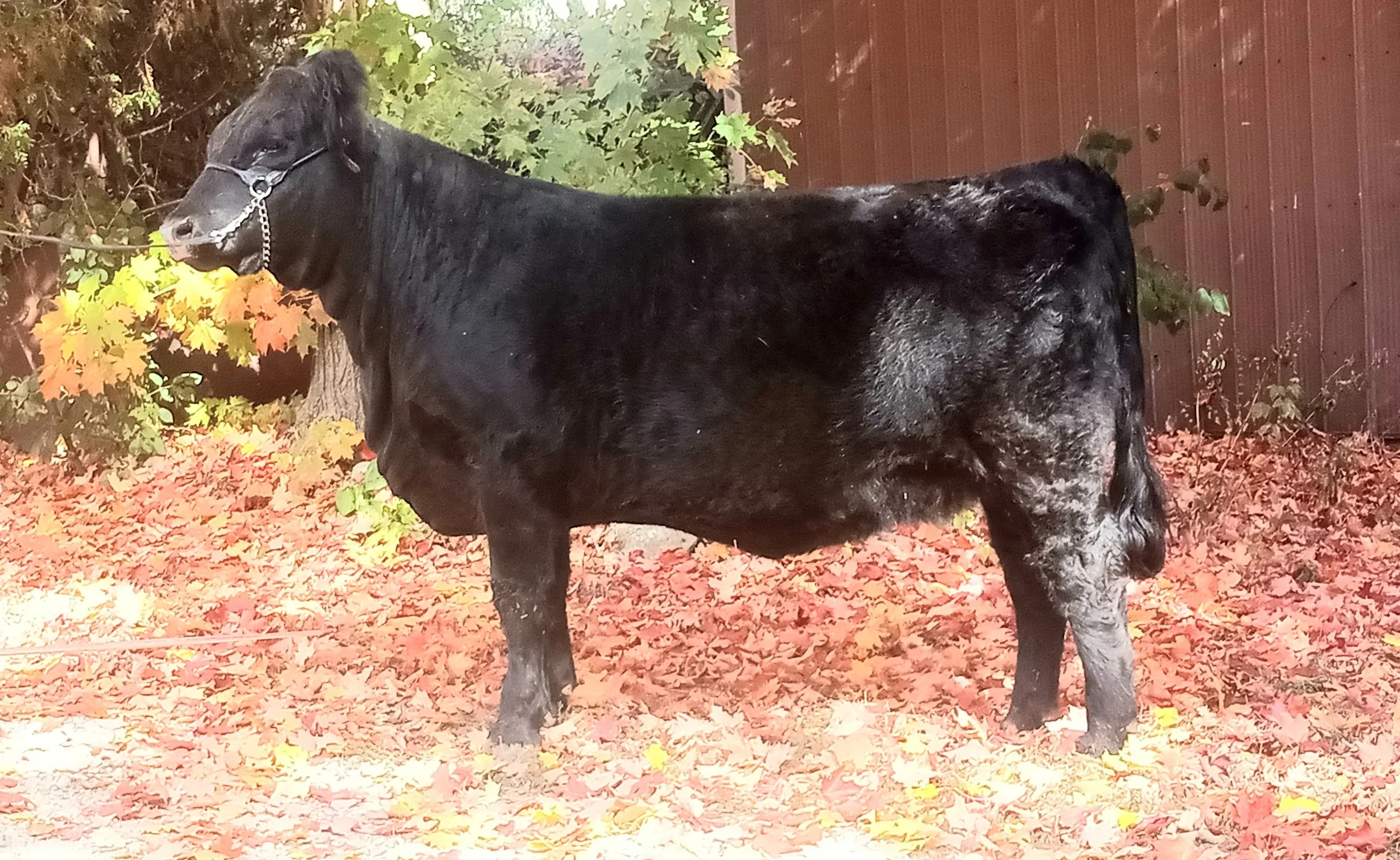 Heritage Cattle — Heritage Livestock Canada