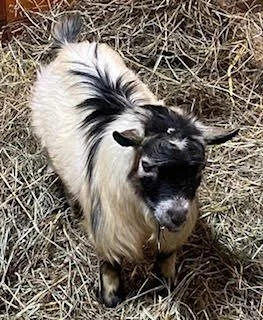 Heritage Goats — Heritage Livestock Canada