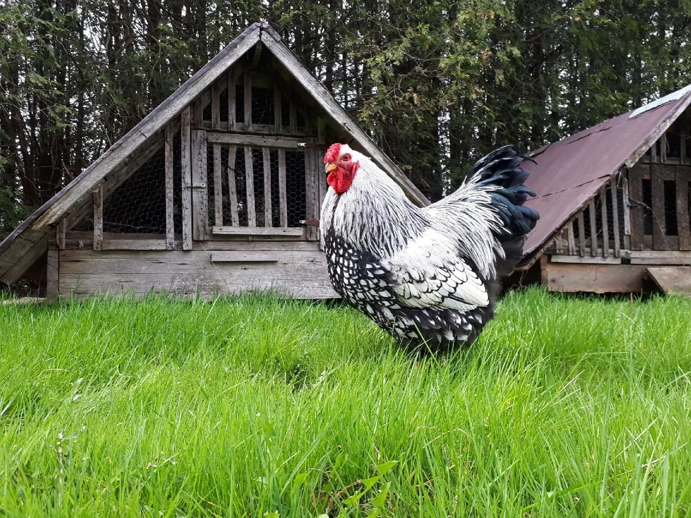 Poultry Breeders — Heritage Livestock Canada