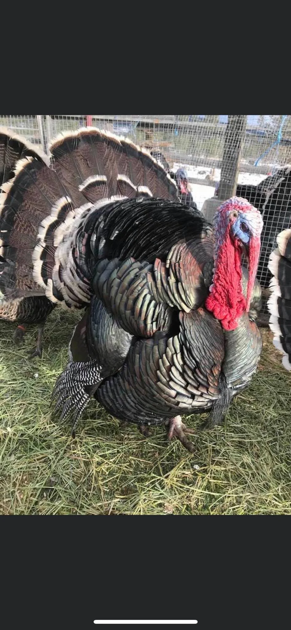 Heritage Poultry, Waterfowl and Turkeys — Heritage Livestock Canada