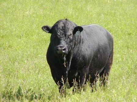 Heritage Cattle — Heritage Livestock Canada