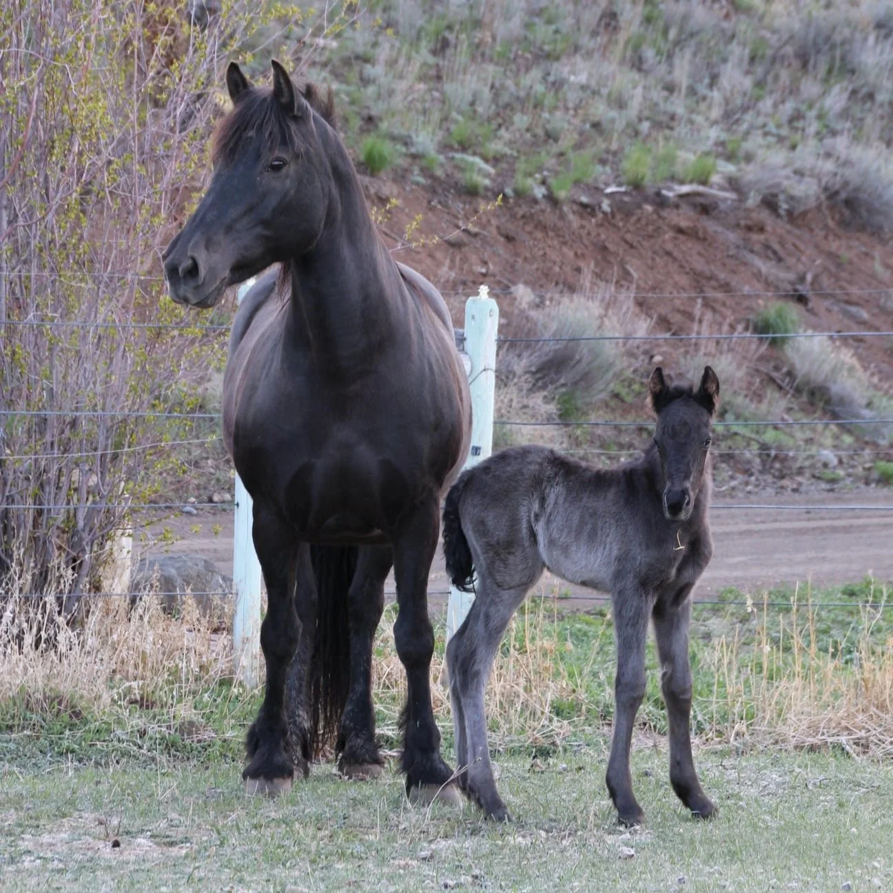 Breeder Directory — Heritage Livestock Canada