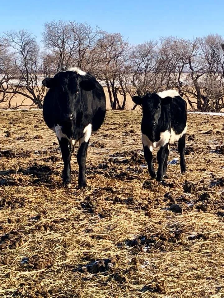 Heritage Dairy Cattle — Heritage Livestock Canada