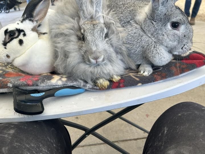 Heritage Rabbits — Heritage Livestock Canada