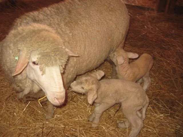 Heritage Sheep — Heritage Livestock Canada