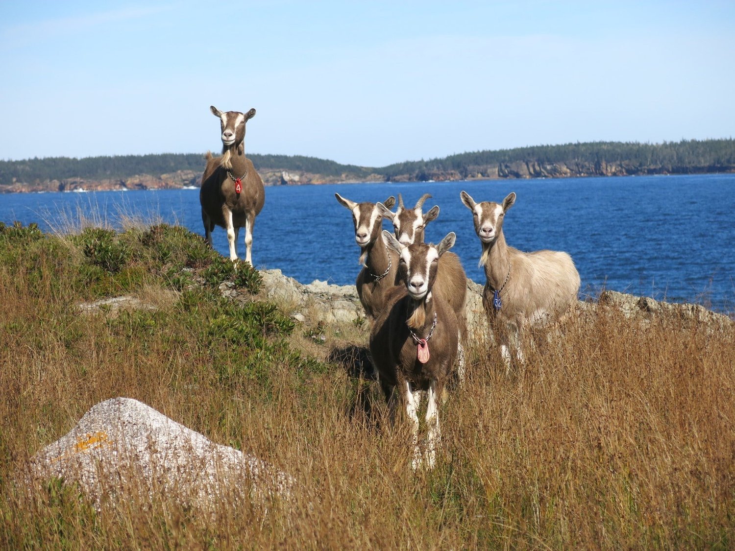 Heritage Goats — Heritage Livestock Canada