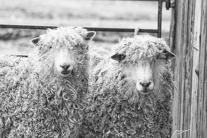 Heritage Sheep — Heritage Livestock Canada