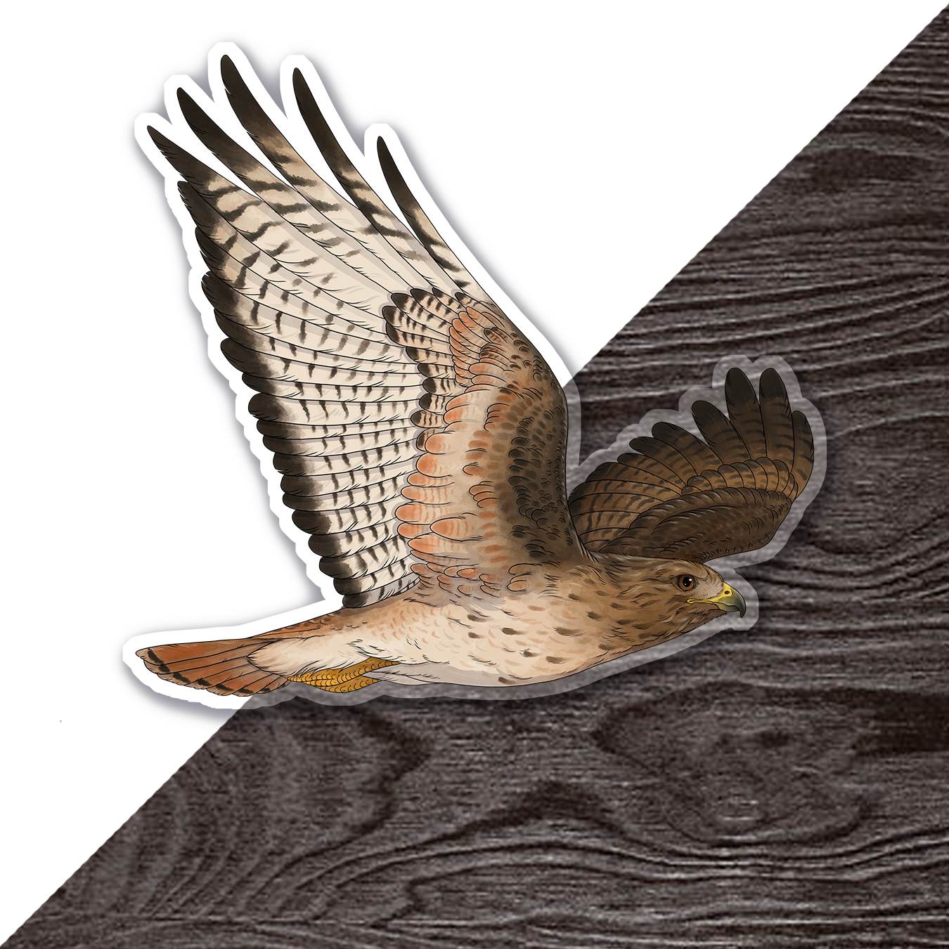 Red-Tailed Hawk Clear Vinyl Decal — Thornwolf Creative Services